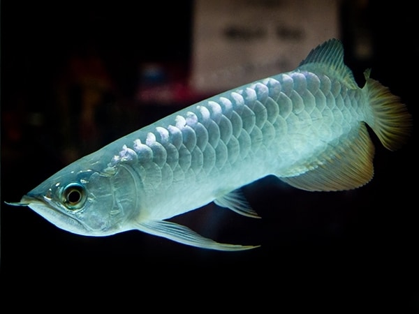 Order Silver Arowana Fish today | The Royal Pets Store | Nairobi,Kenya